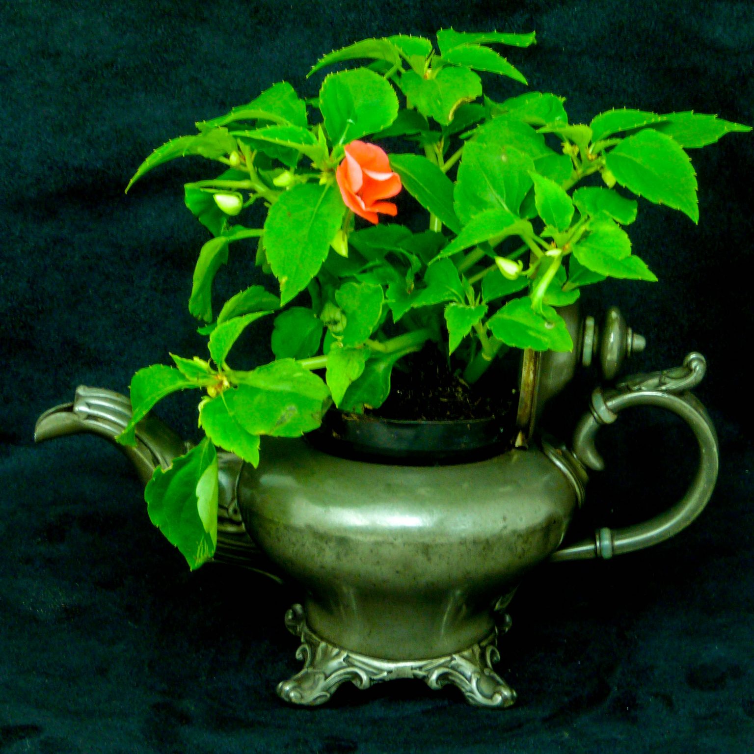 #Victorian Tea Pot - witchantiques.com